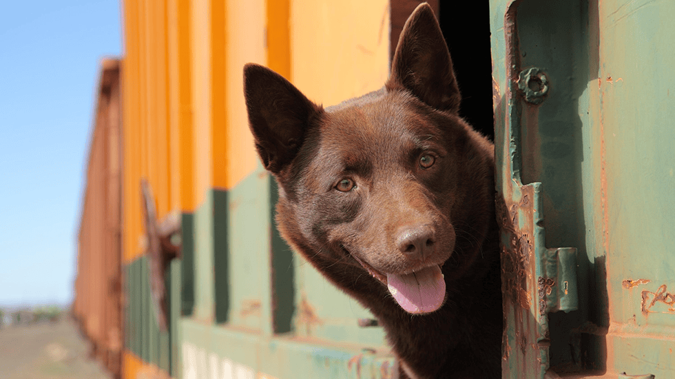 KOKO A RED DOG STORY Gets 9 10 Tale Of A Tail X Press Magazine