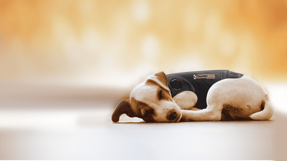 PUP CHOIR Canine karaoke for stress and anxiety – X-Press Magazine ...