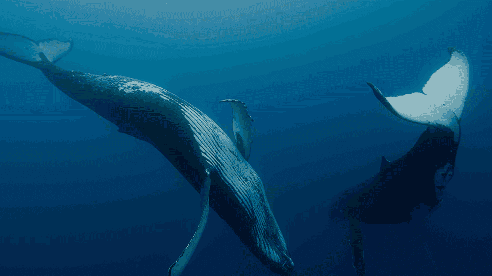 Win! Whale Nation Movie tickets – X-Press Magazine – Entertainment in Perth