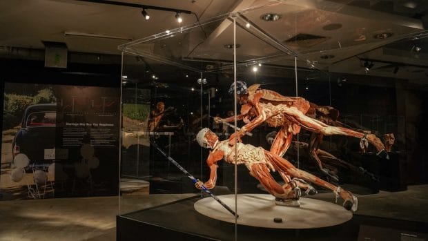 The ‘Anatomy of Happiness’ laid bare in BODY WORLDS exhibition – X ...