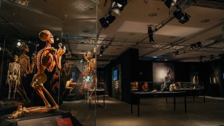 The ‘Anatomy of Happiness’ laid bare in BODY WORLDS exhibition – X ...